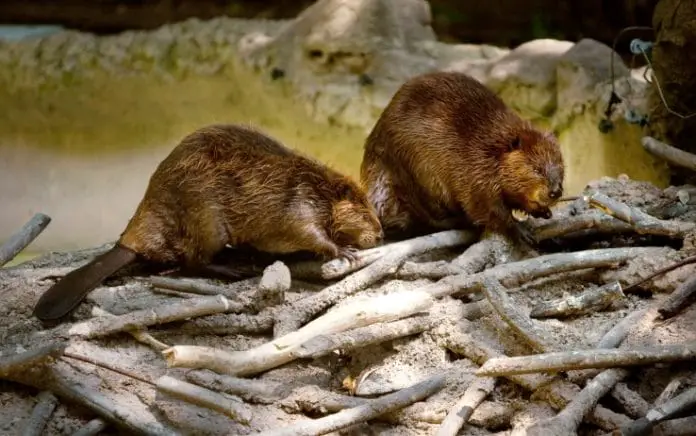 Animali e libri: il castoro, l'ingegnere dei fiumi