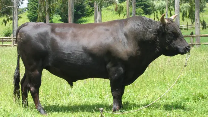 Il bue, il maschio castrato della mucca, dopo 4 anni di età