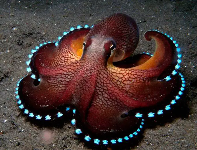 Il daltonico polpo: 8 tentacoli, 3 cuori: Rubrica animalibri