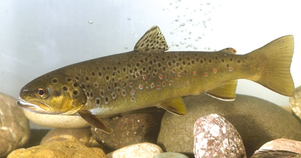 La trota: 4 pinne e tanti denti per un bellissimo pesce