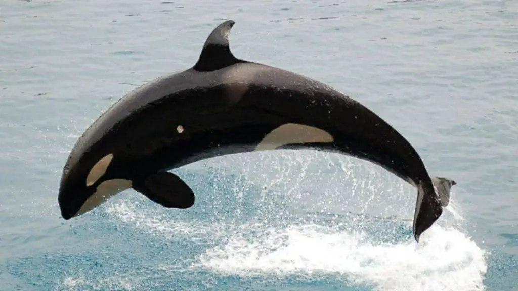 Orca: mammifero marino che raggiunge i 55 chilometri all'ora