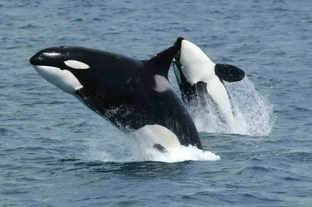 Orca: mammifero marino che raggiunge i 55 chilometri all'ora