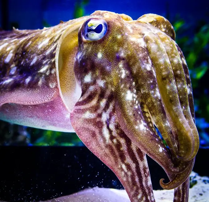 La seppia: 2 tentacoli lunghi, 8 corti! Rubrica Animalibri