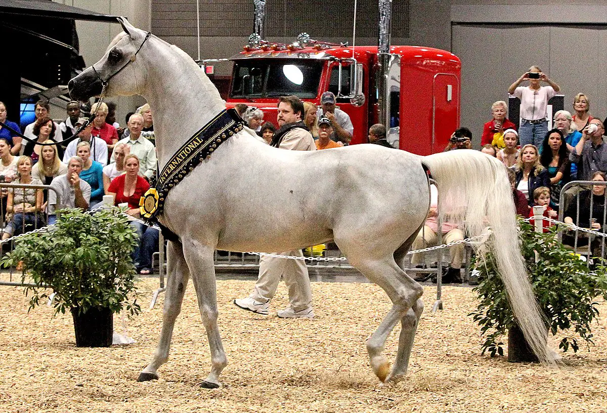 Cavallo: un animale che può bere 25 litri di acqua al giorno