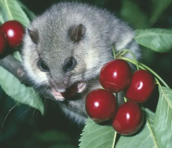 Il ghiro: 10 mesi di sonno per un lungo letargo invernale
