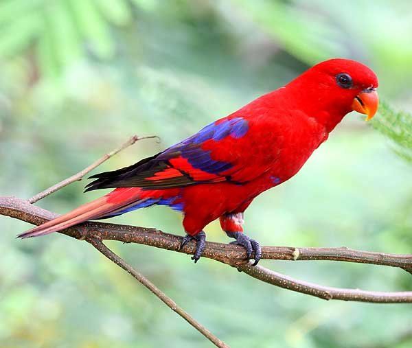 6 animali rossi per vedere in positivo questo colore