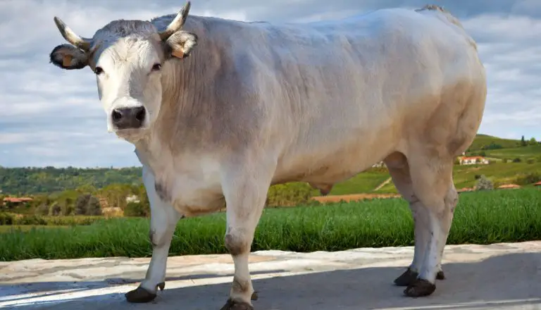 Il bue, il maschio castrato della mucca, dopo 4 anni di età