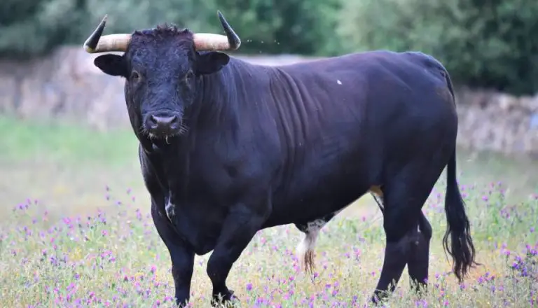 Animali e libri: il potente toro